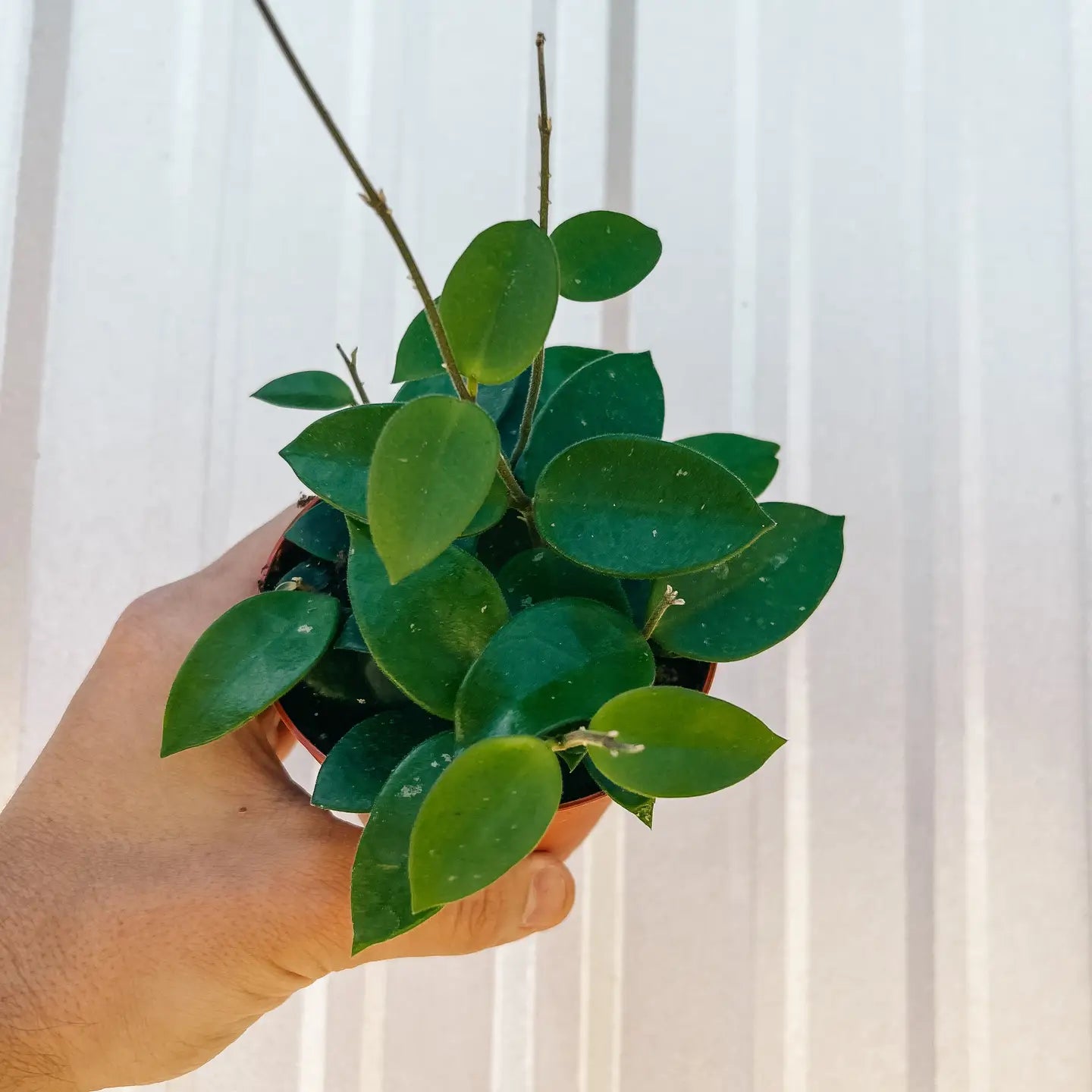 Hoya Chouke – Habitat Plants + Coffee