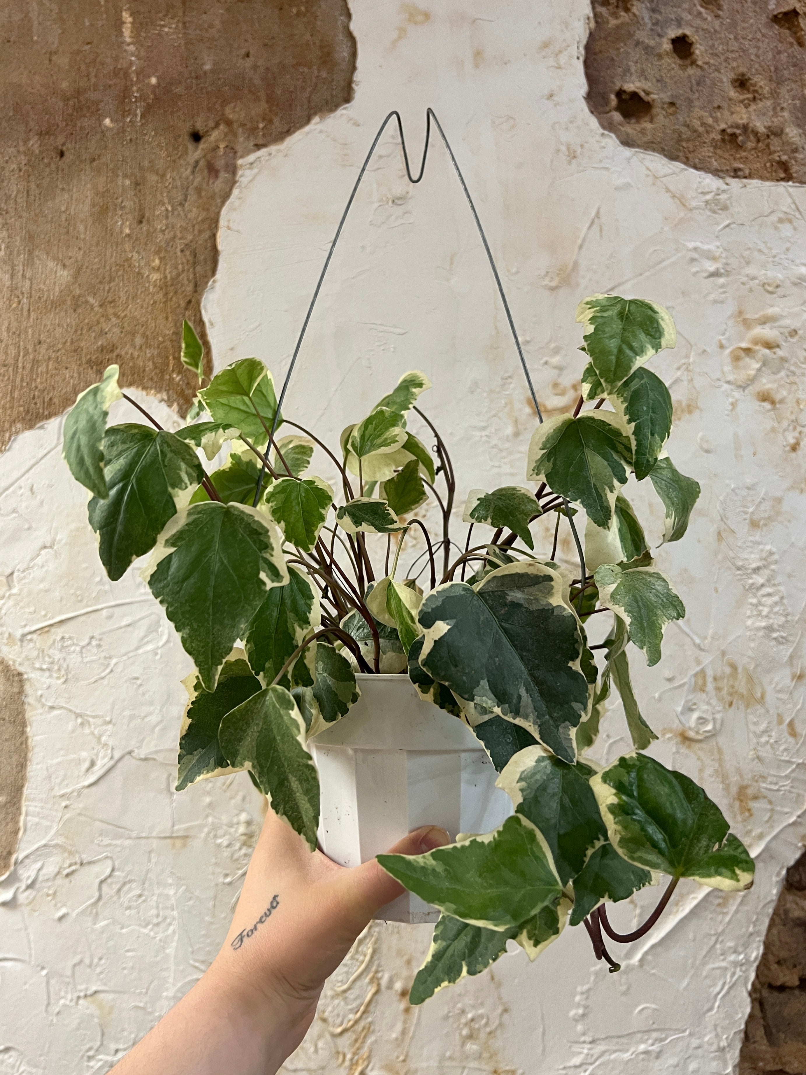 6" Marengo Ivy – Habitat Plants + Coffee