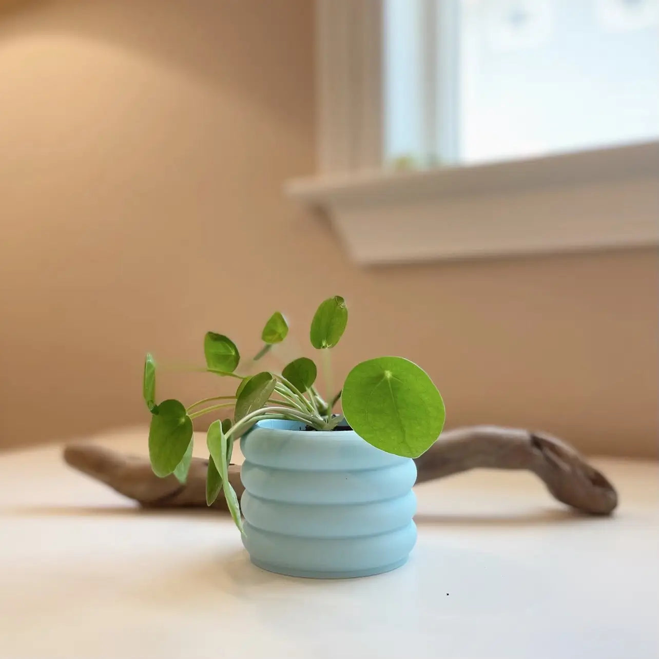 3D Printed 2" Bubble Pot – Habitat Plants + Coffee