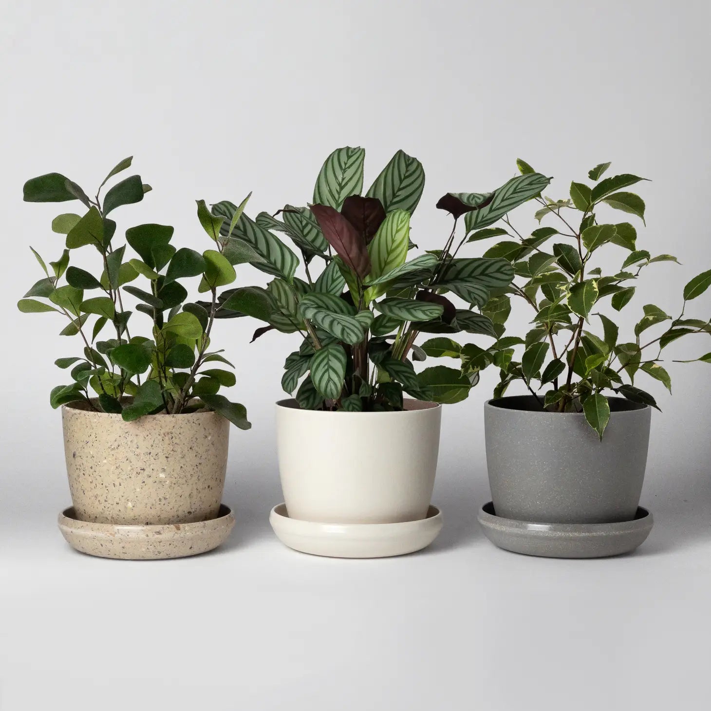 7" Pot with Drainage Tray – Habitat Plants + Coffee