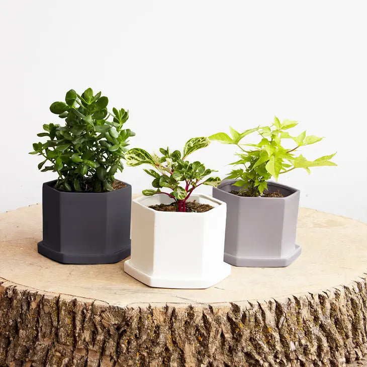 4.5" Hexagon Pot – Habitat Plants + Coffee
