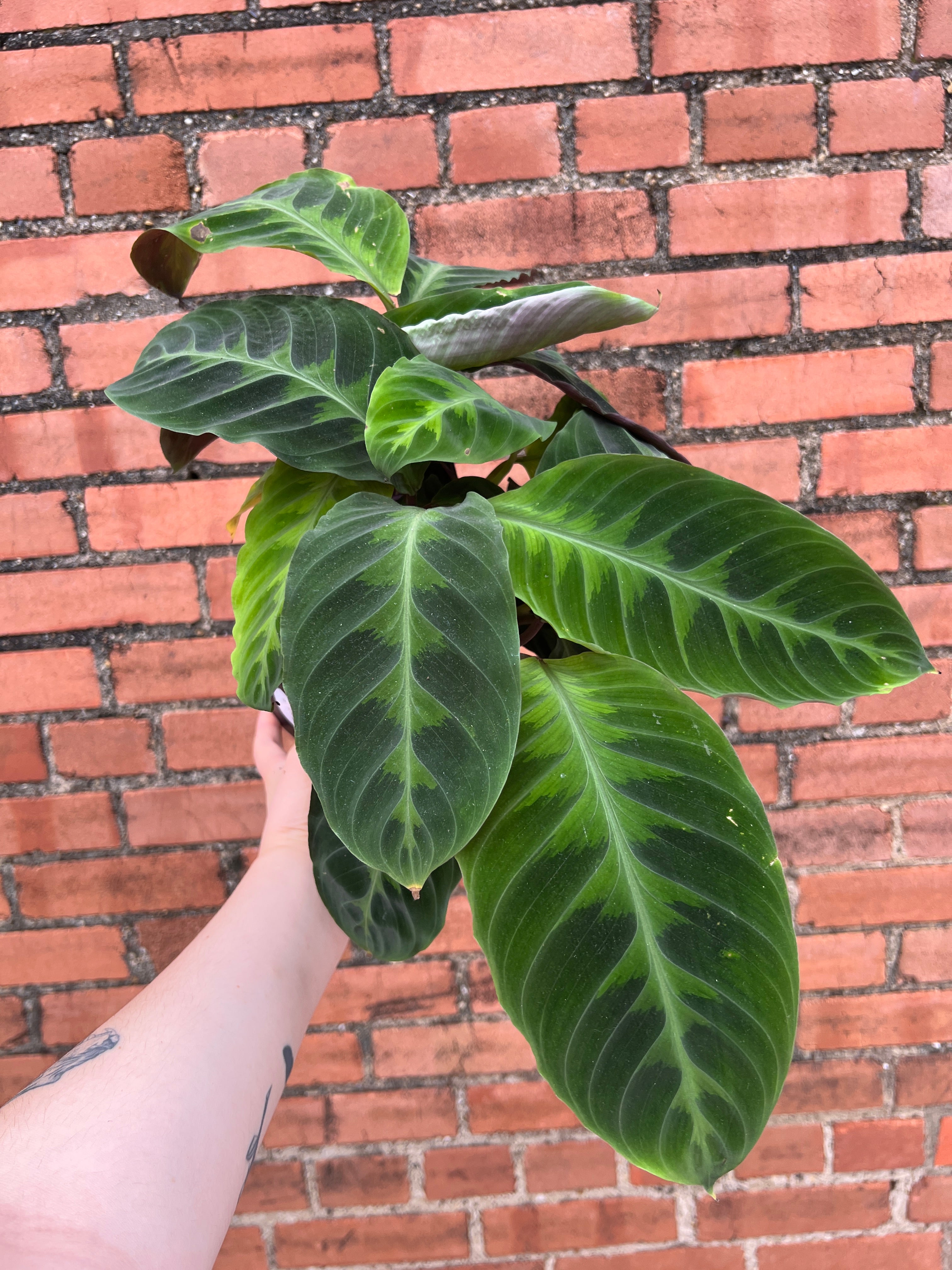 Calathea Jungle Velvet – Habitat Plants + Coffee