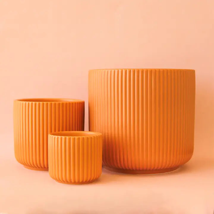 Lucy Planter | Ginger – Habitat Plants + Coffee