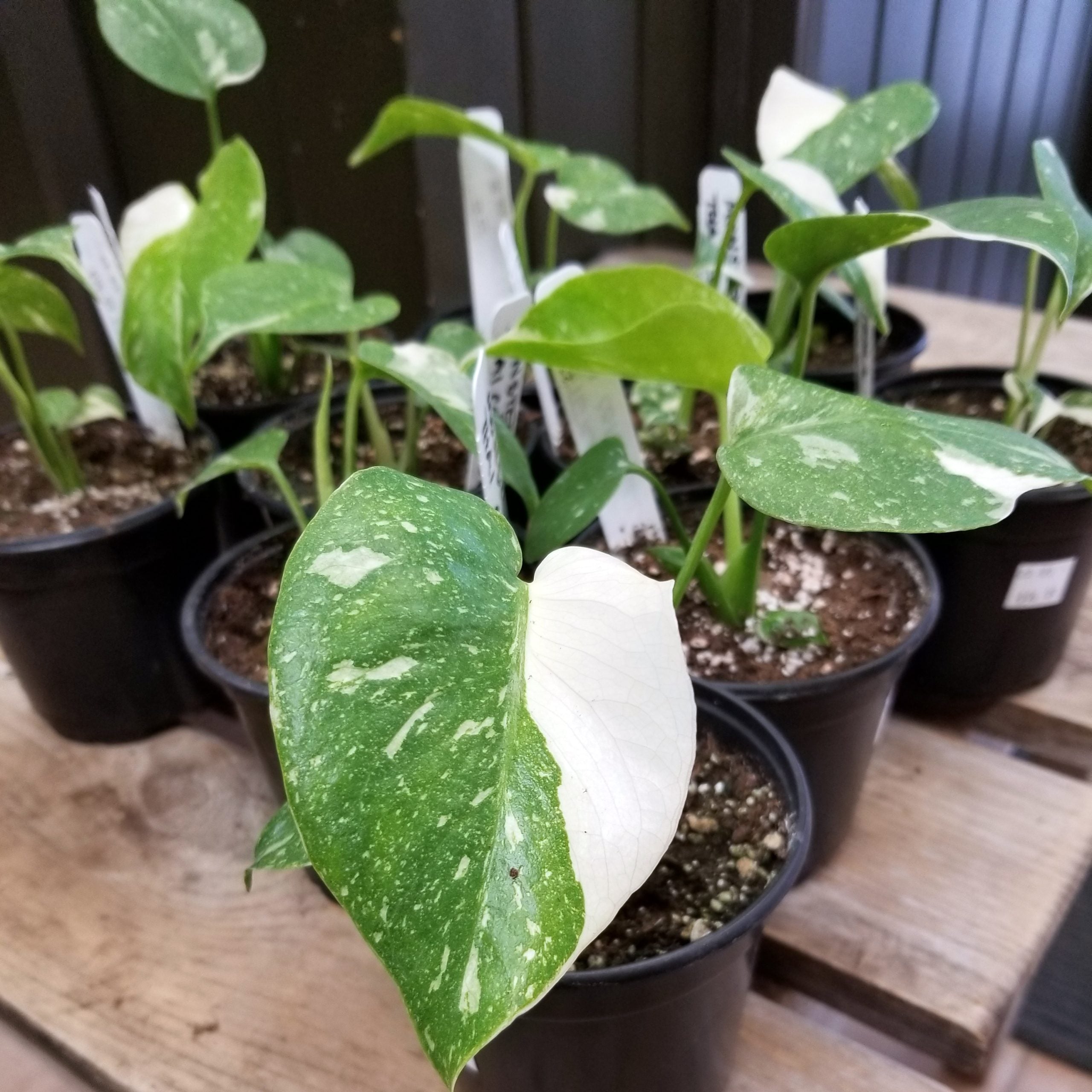 Thai Constellation – Habitat Plants + Coffee