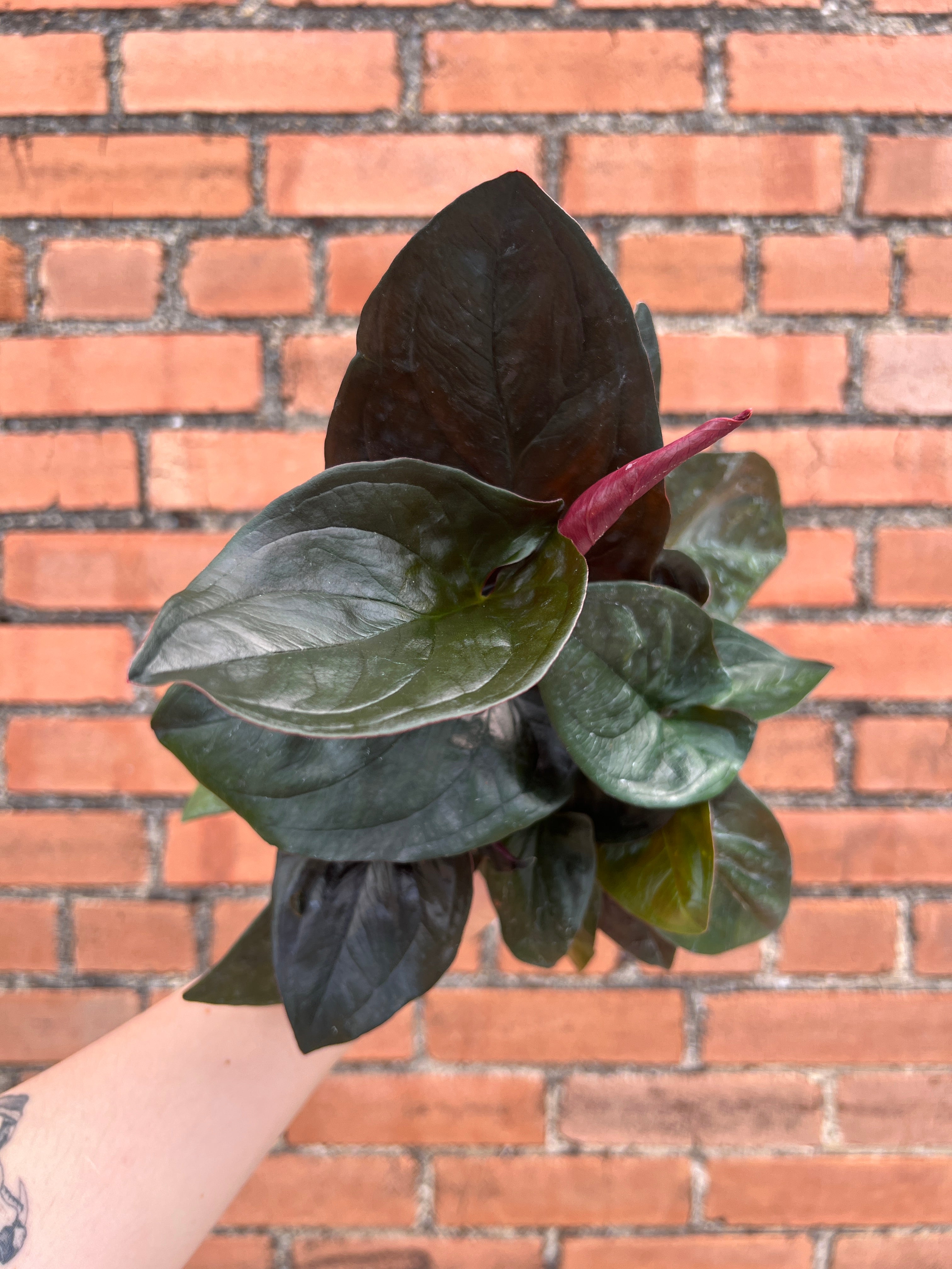 Syngonium Red Arrow – Habitat Plants + Coffee