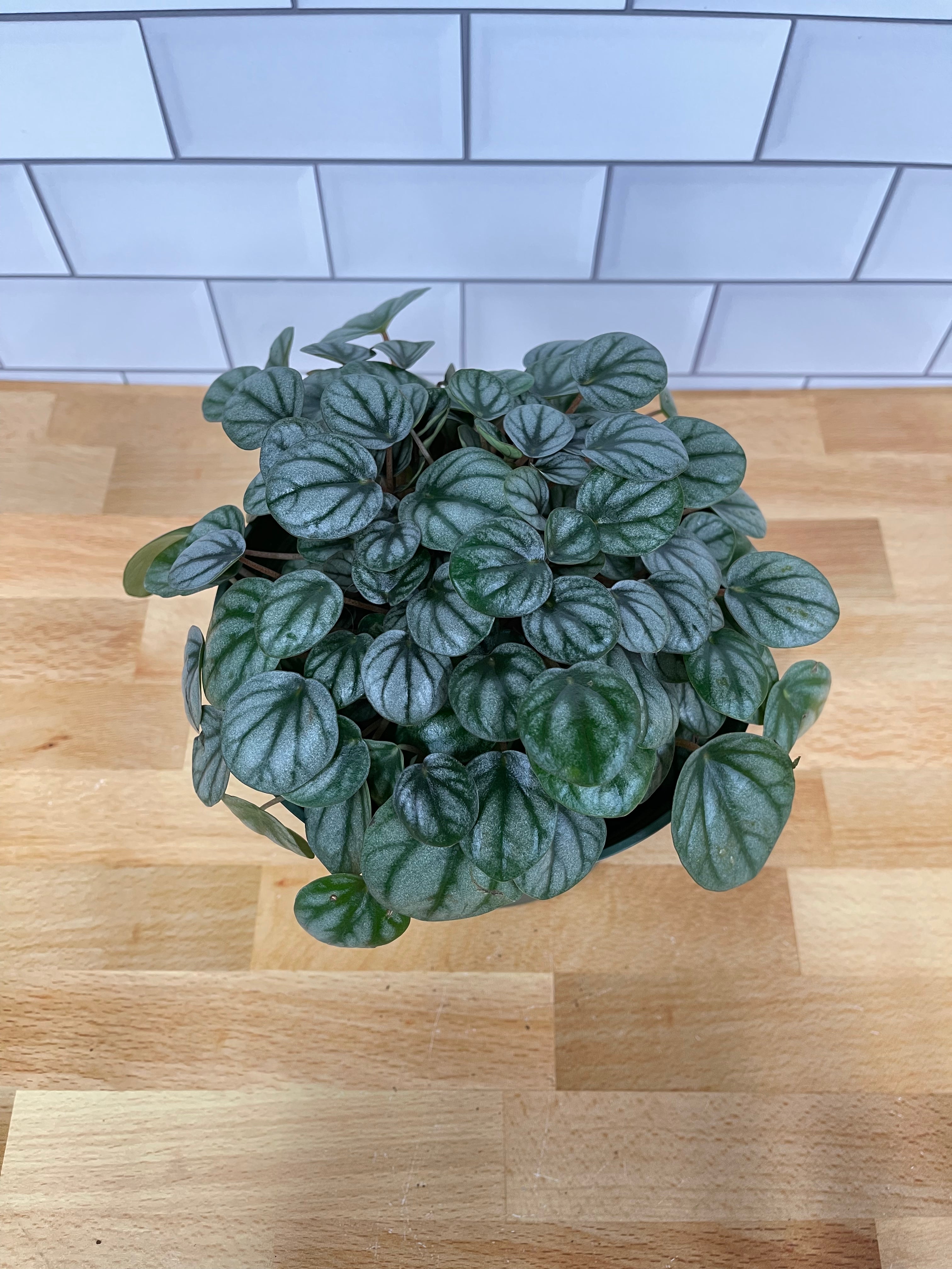 Peperomia 'Frost' – Habitat Plants + Coffee