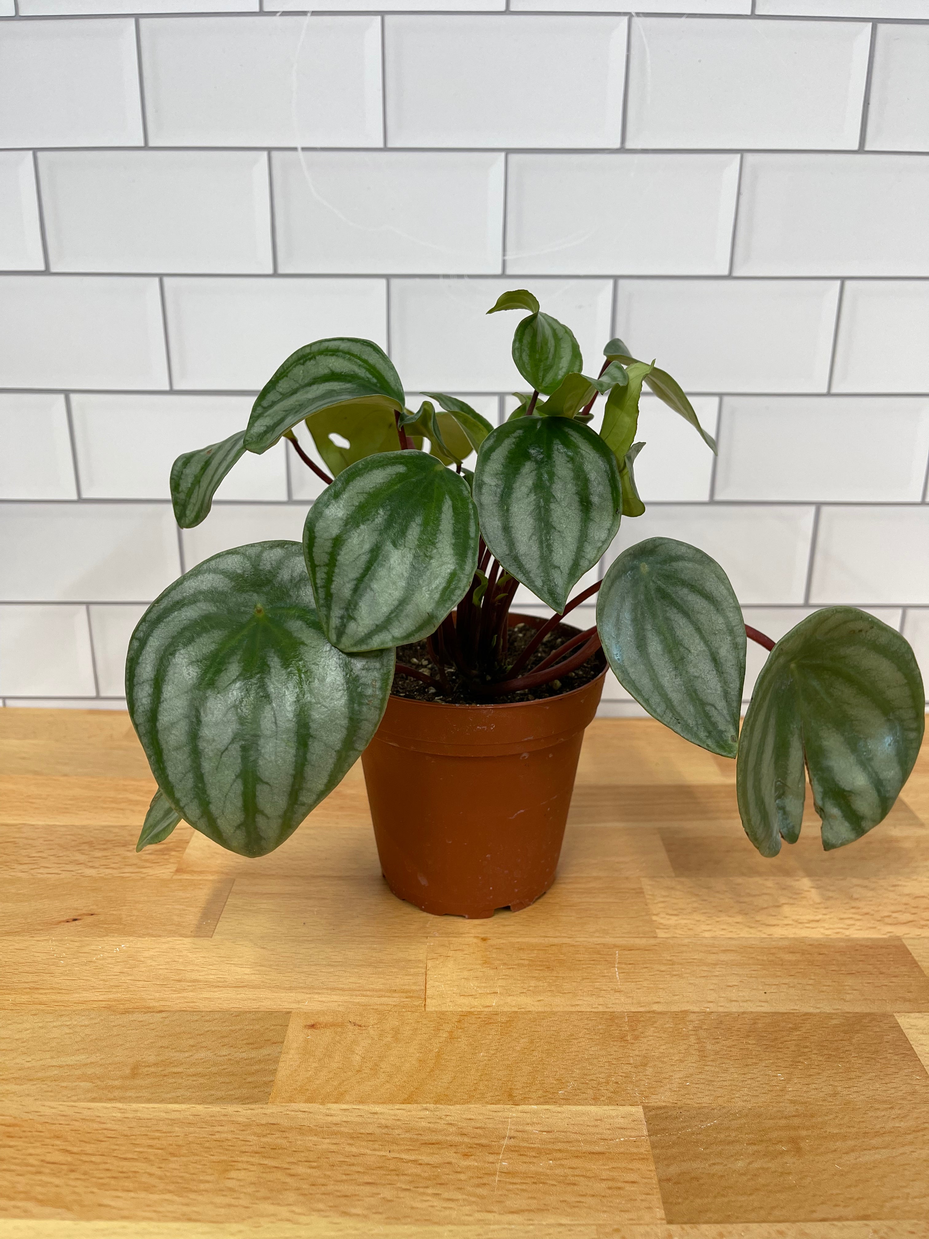 Peperomia 'Watermelon' – Habitat Plants + Coffee