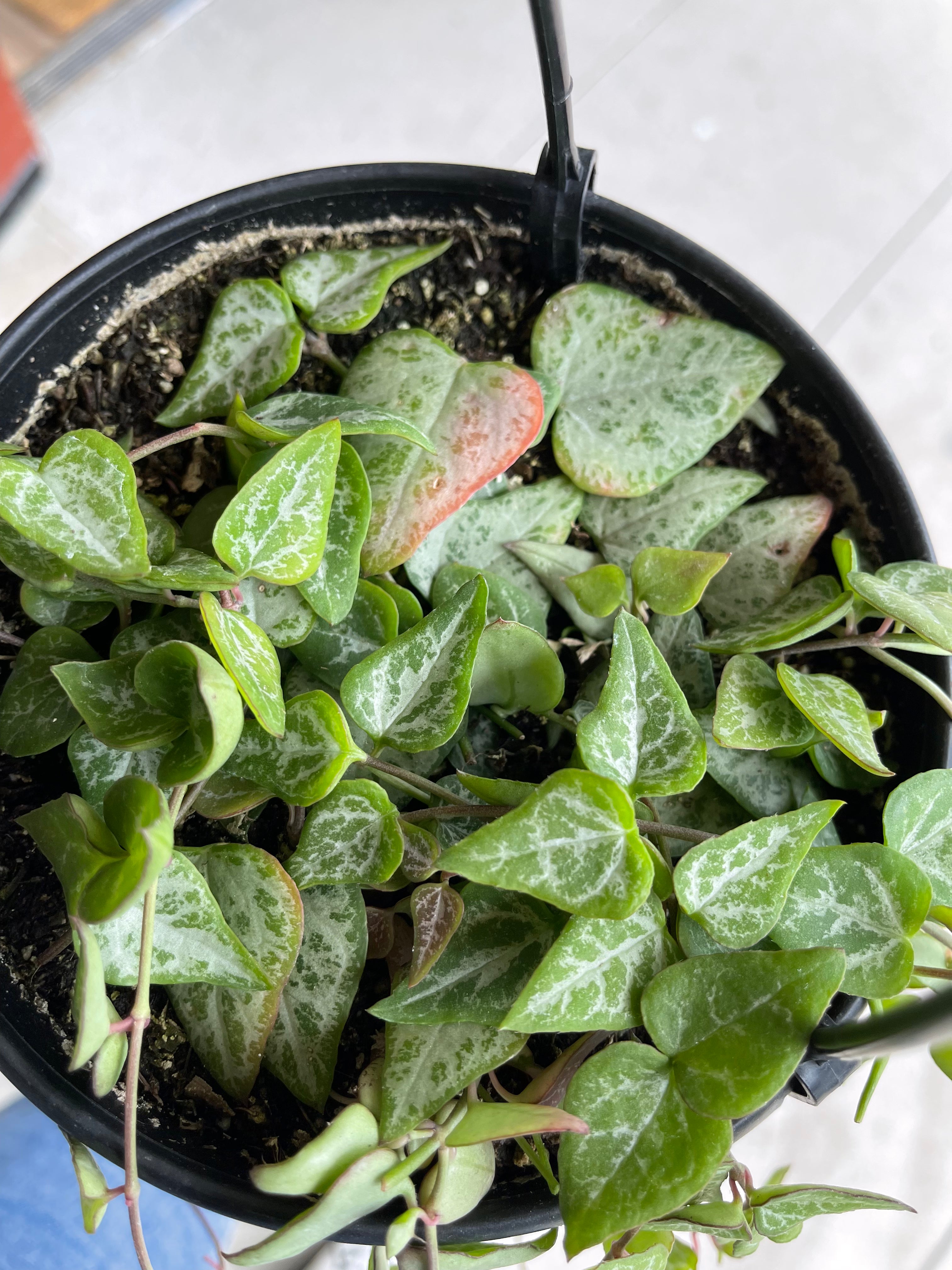 String of Arrows – Habitat Plants + Coffee