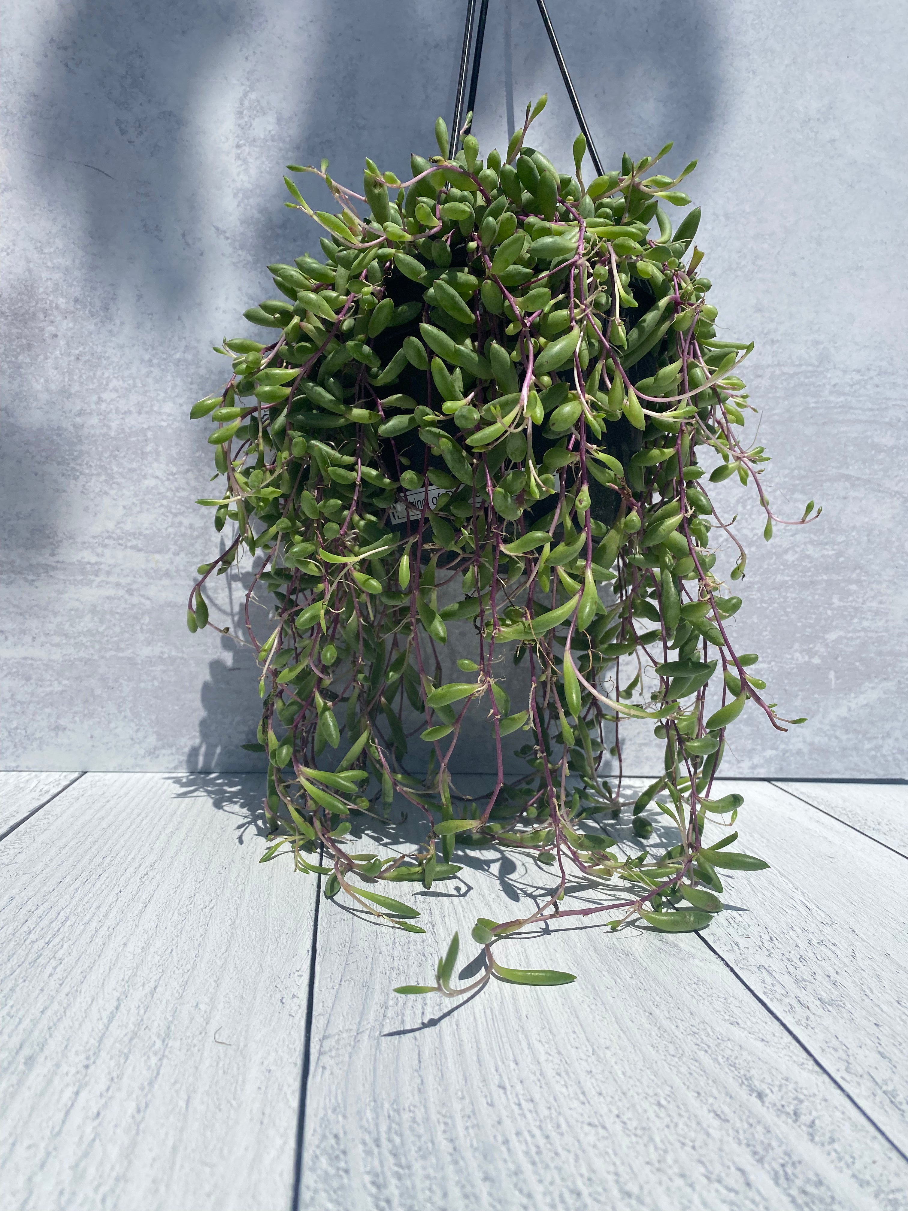 String of Pickles – Habitat Plants + Coffee