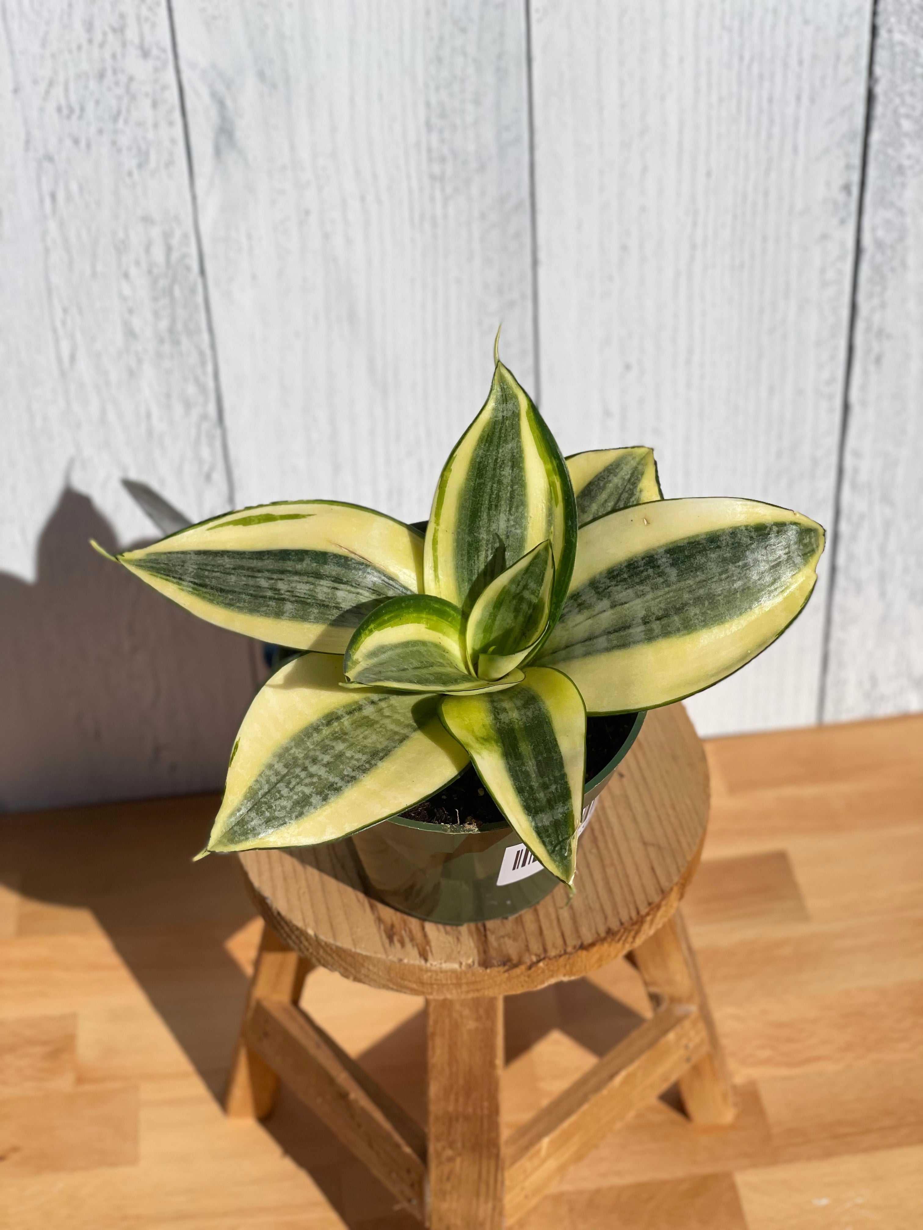 Snake Plant 'gold hahnii' – Habitat Plants + Coffee